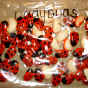 Bean Craft Ideas For Kids To Make - Kids Art & Craft