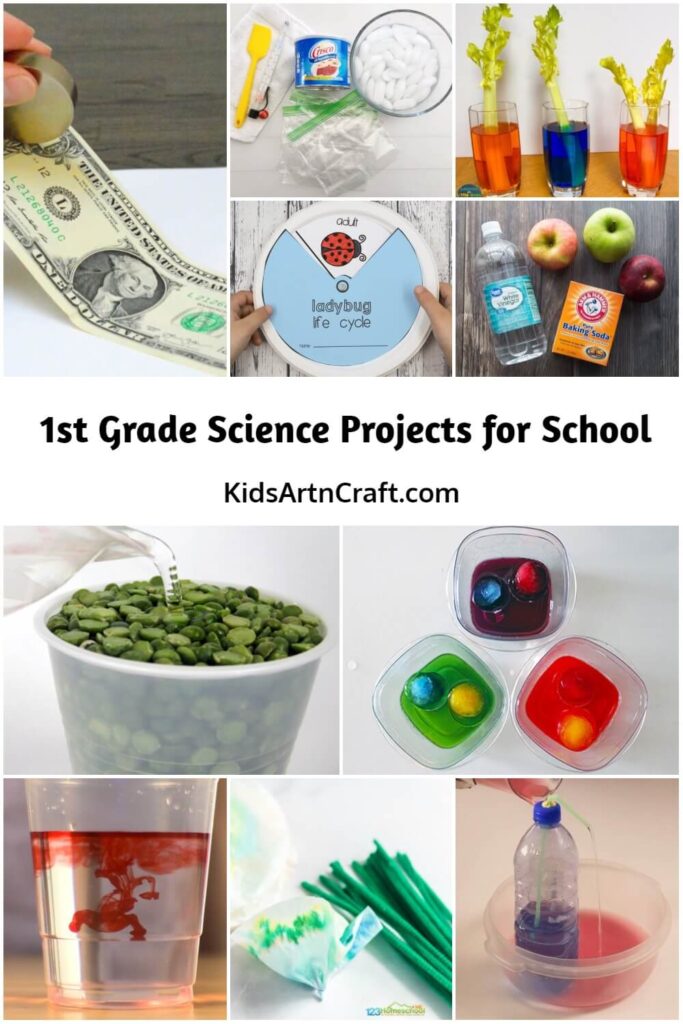 1st Grade Science Projects for School - Kids Art & Craft