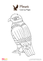 Hawk Coloring Pages For Kids – Free Printables - Kids Art & Craft