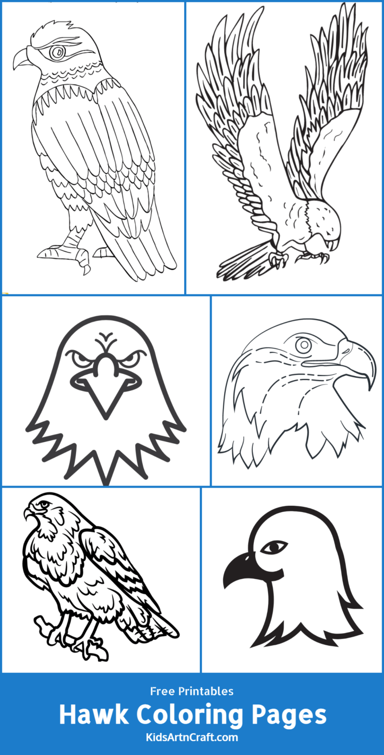 Hawk Coloring Pages For Kids – Free Printables - Kids Art & Craft