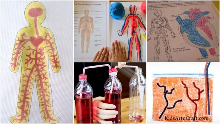 Heart & Circulatory System Biology Activities for Kids - Kids Art & Craft