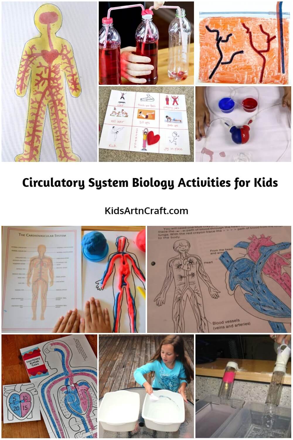 Heart & Circulatory System Biology Activities for Kids - Kids Art & Craft