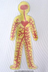 Heart & Circulatory System Biology Activities for Kids - Kids Art & Craft