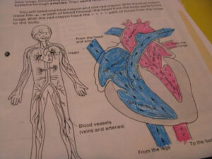 Heart & Circulatory System Biology Activities for Kids - Kids Art & Craft