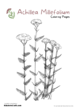 Achillea Millefolium Coloring Pages For Kids – Free Printables - Kids ...