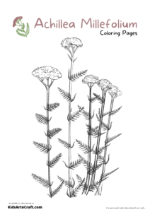 Achillea Millefolium Coloring Pages For Kids – Free Printables - Kids ...