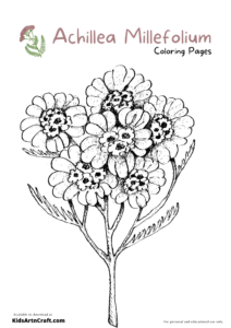 Achillea Millefolium Coloring Pages For Kids – Free Printables - Kids ...