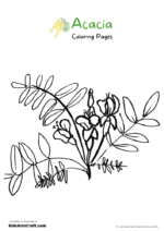 Acacia Coloring Pages For Kids – Free Printables - Kids Art & Craft