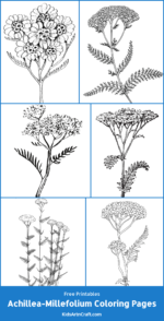 Achillea Millefolium Coloring Pages For Kids – Free Printables - Kids ...