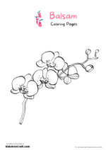 Balsam Coloring Pages For Kids – Free Printables - Kids Art & Craft