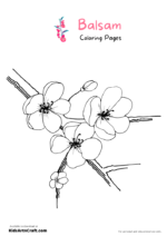 Balsam Coloring Pages For Kids – Free Printables - Kids Art & Craft