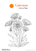 Calendula Coloring Pages For Kids – Free Printables - Kids Art & Craft