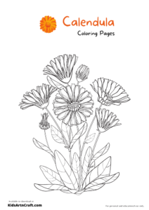 Calendula Coloring Pages For Kids – Free Printables - Kids Art & Craft
