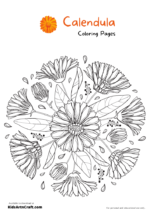 Calendula Coloring Pages For Kids – Free Printables - Kids Art & Craft