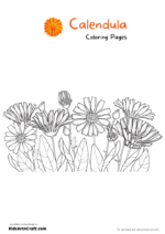 Calendula Coloring Pages For Kids – Free Printables - Kids Art & Craft