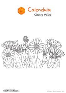 Calendula Coloring Pages For Kids – Free Printables - Kids Art & Craft