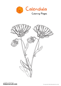 Calendula Coloring Pages For Kids – Free Printables - Kids Art & Craft