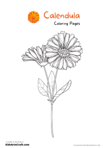 Calendula Coloring Pages For Kids – Free Printables - Kids Art & Craft