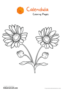 Calendula Coloring Pages For Kids – Free Printables - Kids Art & Craft