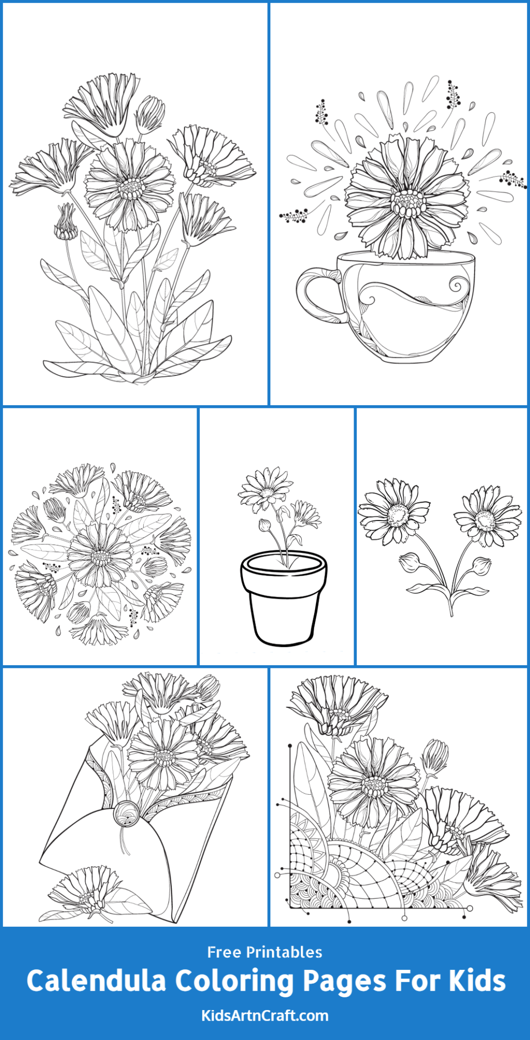 Calendula Coloring Pages For Kids – Free Printables - Kids Art & Craft
