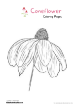 Cone Flower Coloring Pages For Kids – Free Printables - Kids Art & Craft