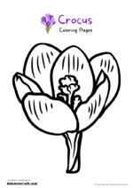 Crocus Coloring Pages For Kids – Free Printables - Kids Art & Craft