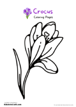 Crocus Coloring Pages For Kids – Free Printables - Kids Art & Craft