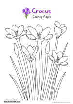 Crocus Coloring Pages For Kids – Free Printables - Kids Art & Craft