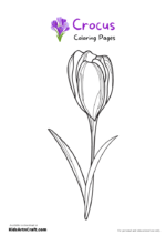 Crocus Coloring Pages For Kids – Free Printables - Kids Art & Craft