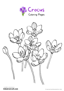 Crocus Coloring Pages For Kids – Free Printables - Kids Art & Craft