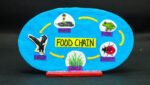 Food Webs & Food Chains Activities for Kids - Kids Art & Craft