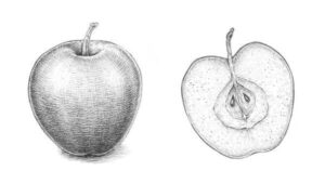 Apple Drawing & Sketches for Kids - Kids Art & Craft