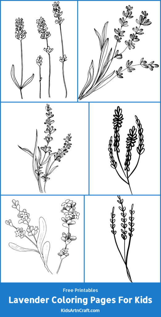 Lavender Coloring Pages For Kids – Free Printables - Kids Art & Craft