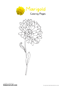 Marigold Coloring Pages For Kids – Free Printables - Kids Art & Craft