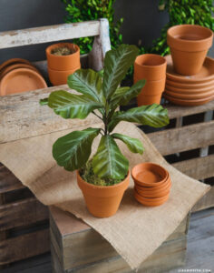 Parable of Fig Tree Crafts & Activities for Kids - Kids Art & Craft