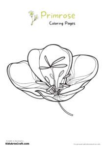 Primrose Coloring Pages For Kids – Free Printables - Kids Art & Craft