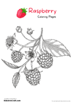Raspberry Coloring Pages For Kids – Free Printables - Kids Art & Craft