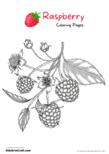 Raspberry Coloring Pages For Kids – Free Printables - Kids Art & Craft