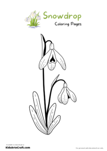Snowdrop Coloring Pages For Kids – Free Printables - Kids Art & Craft