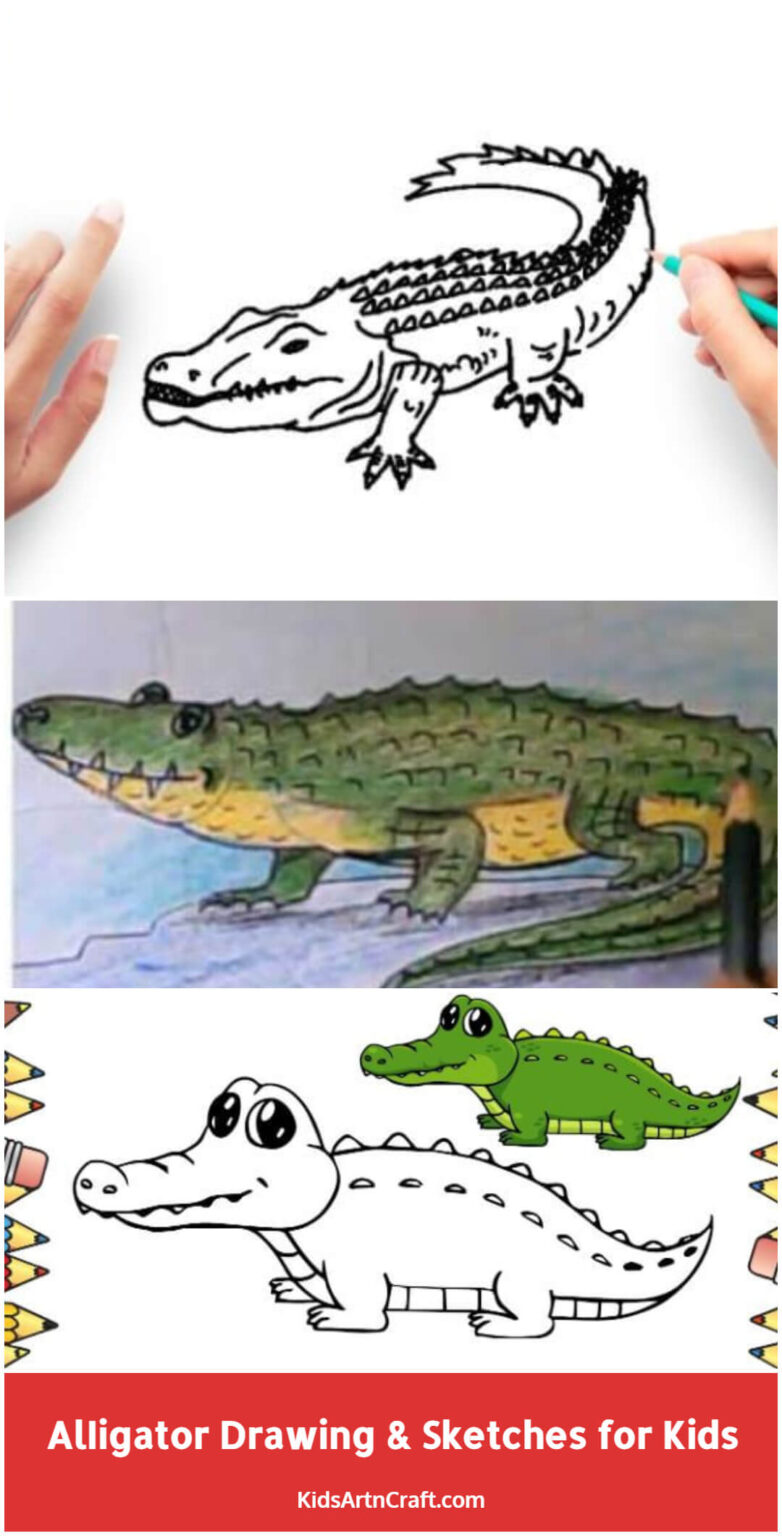 Alligator Drawing & Sketches for Kids - Kids Art & Craft