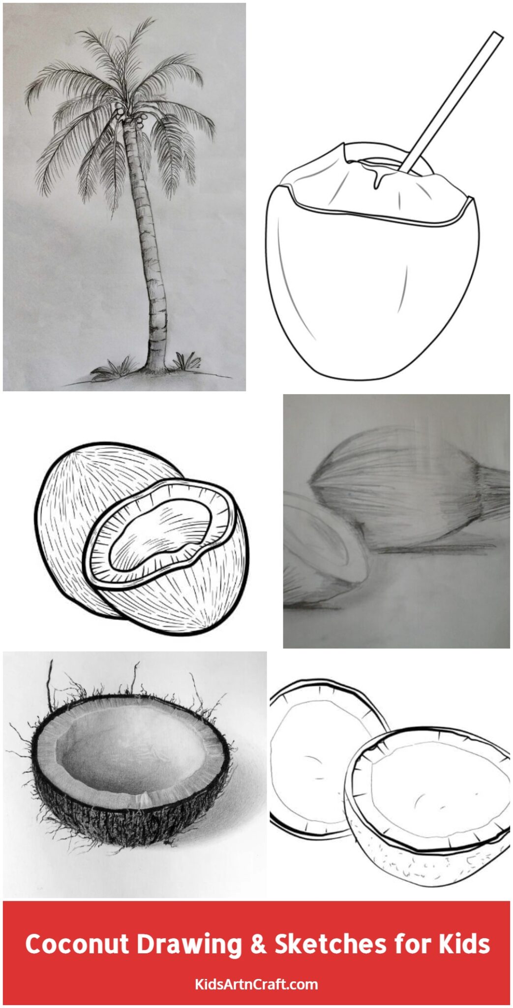Coconut Drawing & Sketches for Kids - Kids Art & Craft