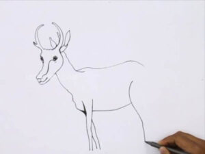 Antelope Drawing & Sketches For Kids - Kids Art & Craft