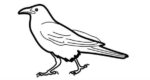 Crow Drawing & Sketches for Kids - Kids Art & Craft