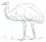 Emu Drawing & Sketch For Kids - Kids Art & Craft