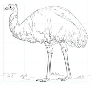 Emu Drawing & Sketch For Kids - Kids Art & Craft