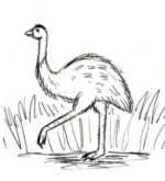 Emu Drawing & Sketch For Kids - Kids Art & Craft