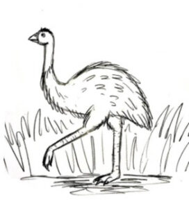 Emu Drawing & Sketch For Kids - Kids Art & Craft
