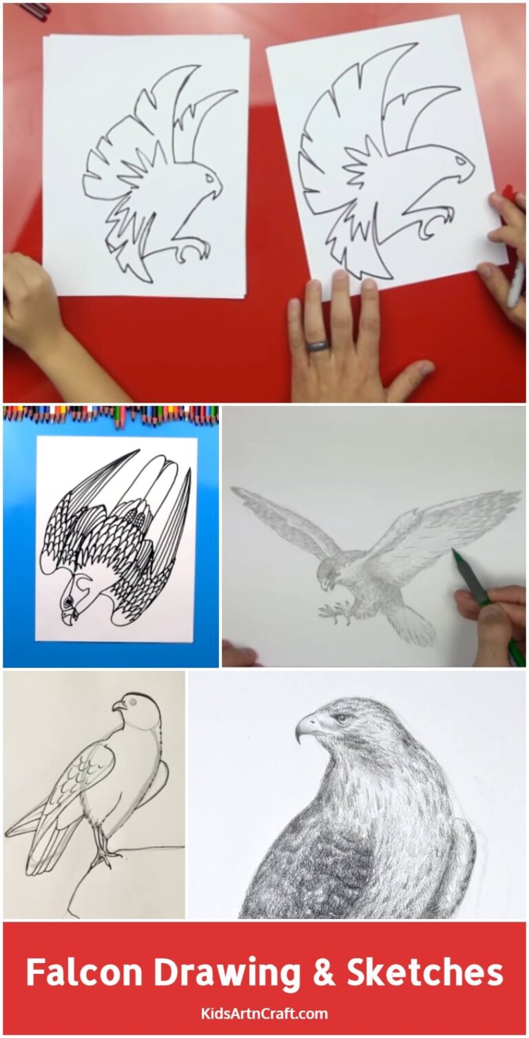 Falcon Drawing & Sketches For Kids - Kids Art & Craft