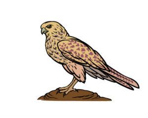Falcon Drawing & Sketches For Kids - Kids Art & Craft