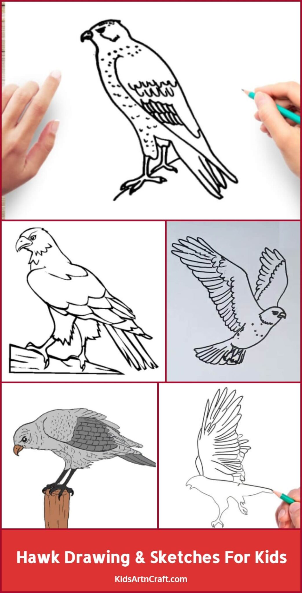 Hawk Drawing & Sketches For Kids - Kids Art & Craft